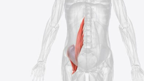 Douleur au Psoas : Signification, Symptômes et Traitements